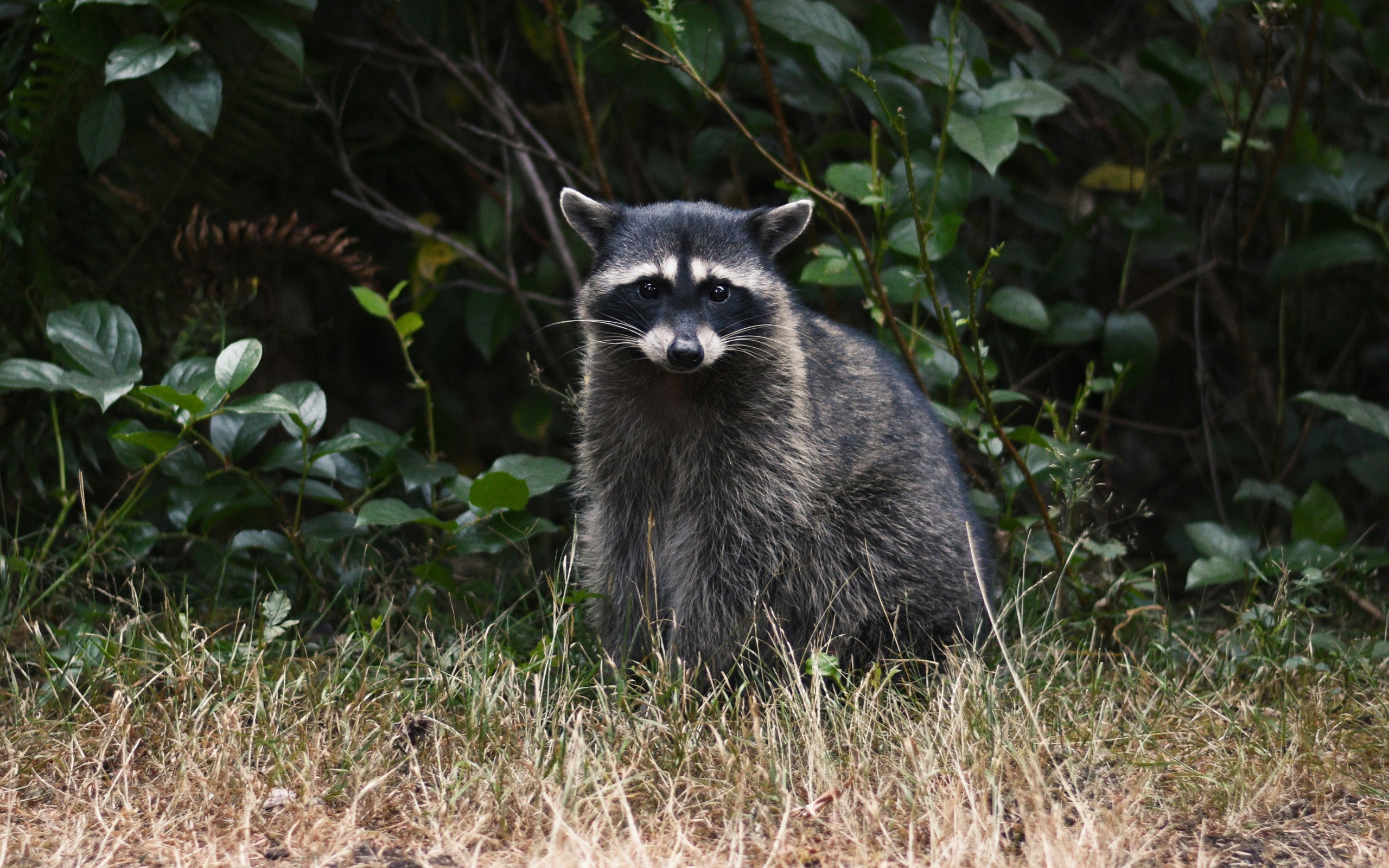 Health Department speaks on confirmed case of rabies on Robins Air ...