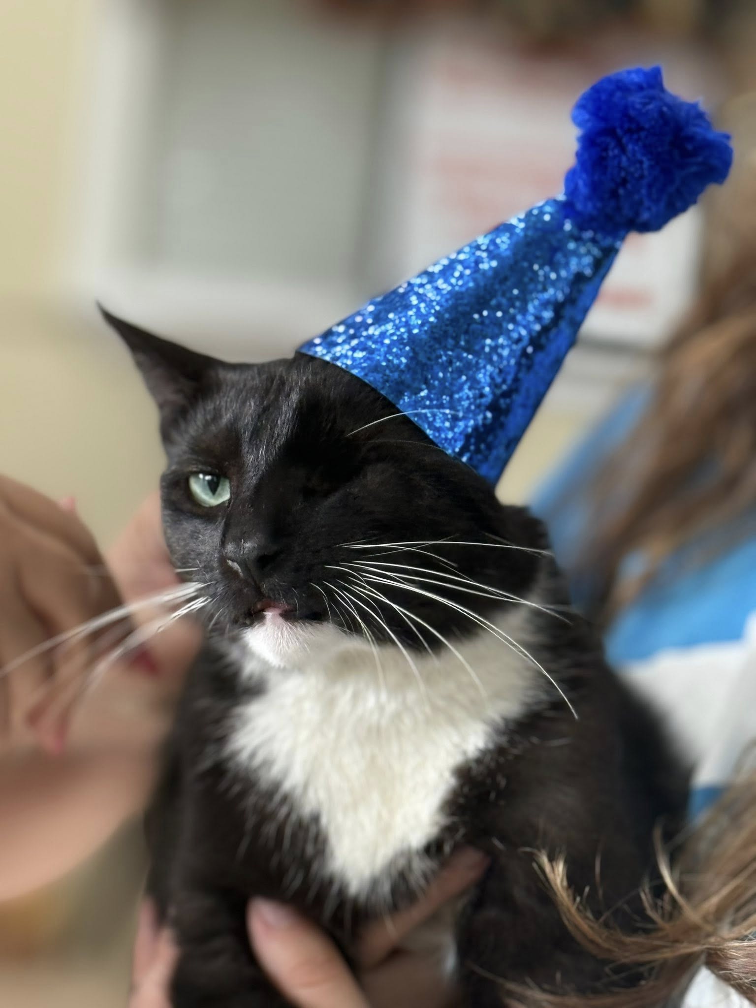 Habitat For Humanity ReStore hosts birthday party for Alpine, the store ...